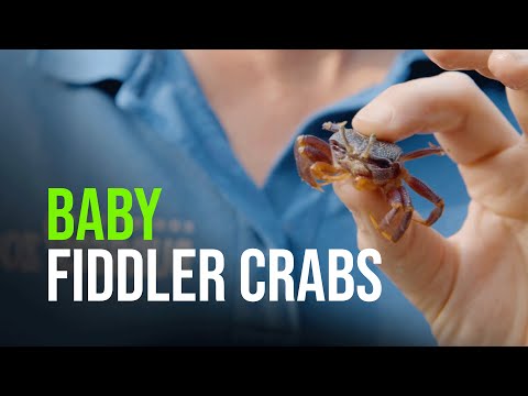 Pioneering Crab Breeding Requires Perfectionism