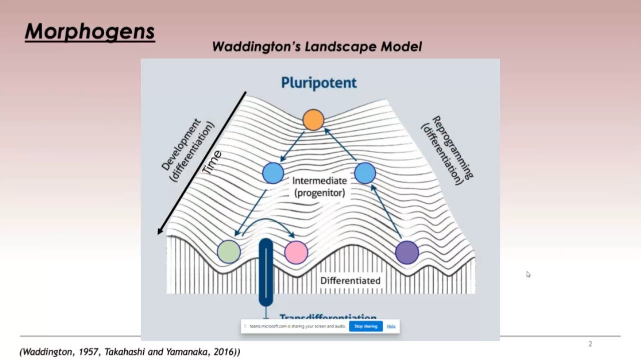 Morphogen Diffusion Model