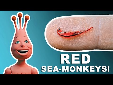 RED SEA MONKEYS | How I changed the colour of my Brine Shrimp!