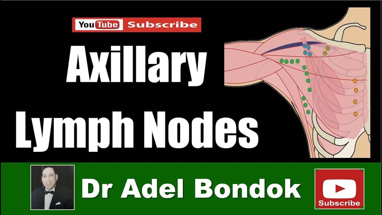 Axillary Lymph Nodes, Dr Adel Bondok
