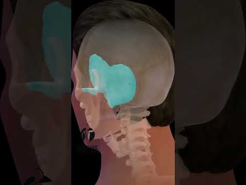 The Temporal Bone