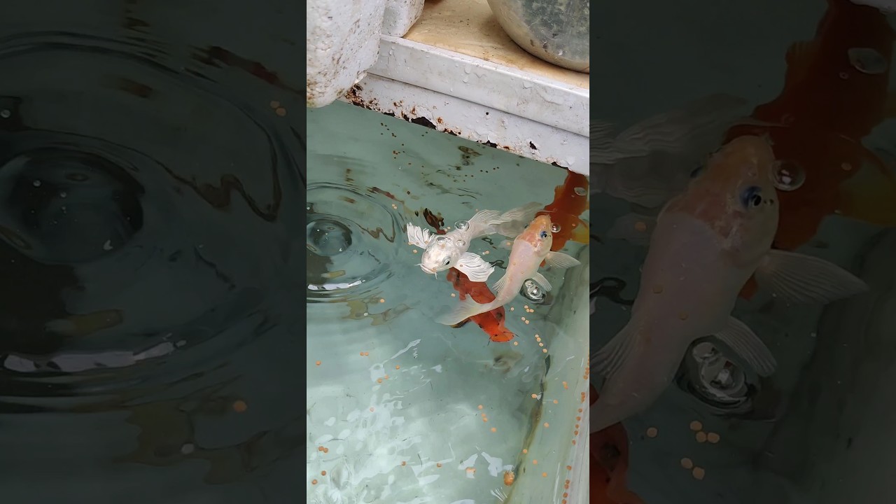 My new Biggest Koi Carps pond 😍💯 #pondfish #fish #koicarps