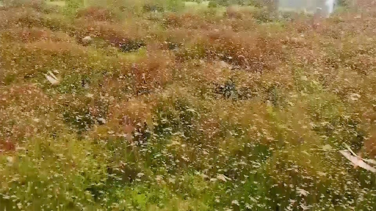 Locust plague: One of the worst agricultural disasters