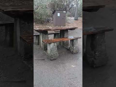 Camping in Idyllwild with my Cat #catlover #campinglife #idyllwild