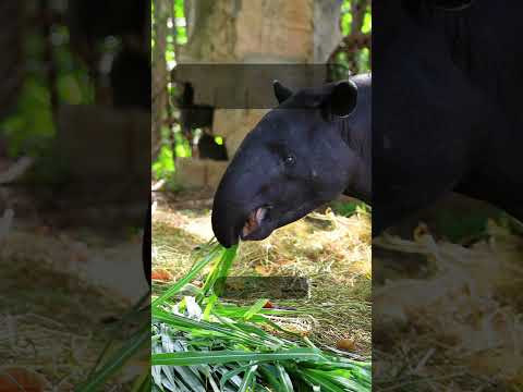 Interesting Facts About Tapirs #19 #shorts