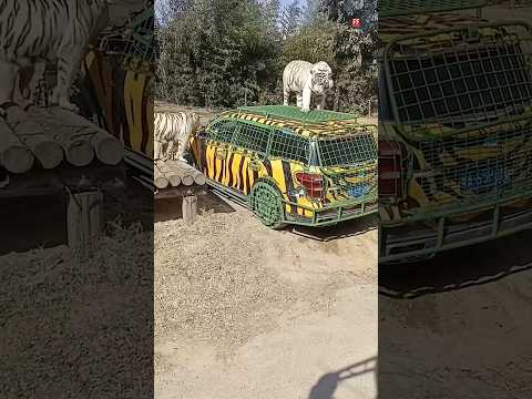 Safest Car For Jungle Safari