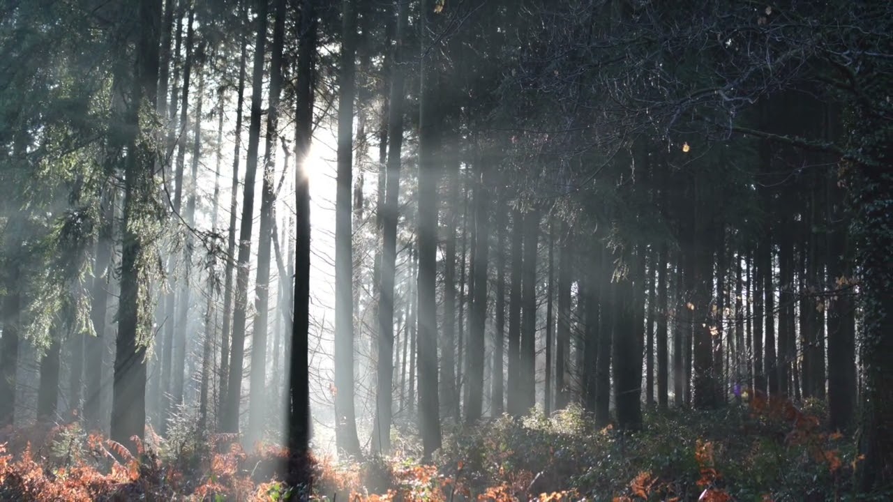 Green Canopy - 01 November's Fall