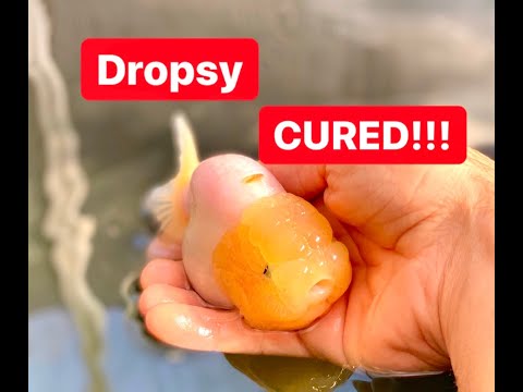 How to Treat / Cure Dropsy - Successful method to treat dropsy in goldfish