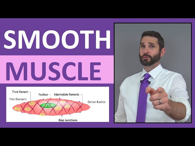 Understanding Smooth Muscle Tissue: Anatomy, Function, and Types | Galaxy.ai | Galaxy.ai