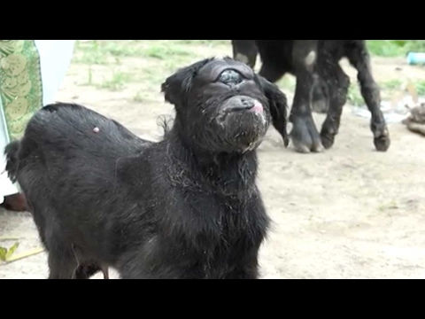 Rare 'Cyclops' Goat - See This One Eye Goat for Yourself — Steemit