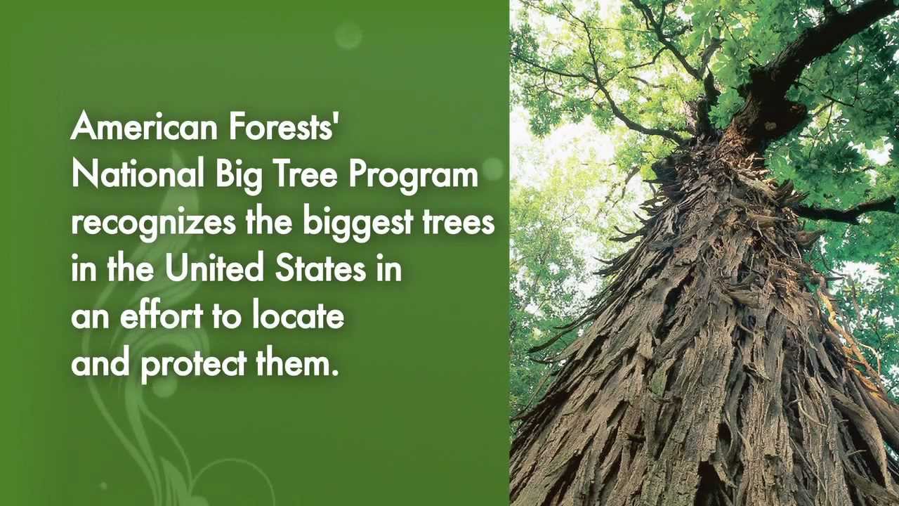 Winners of the National Big Tree Program at American Forests