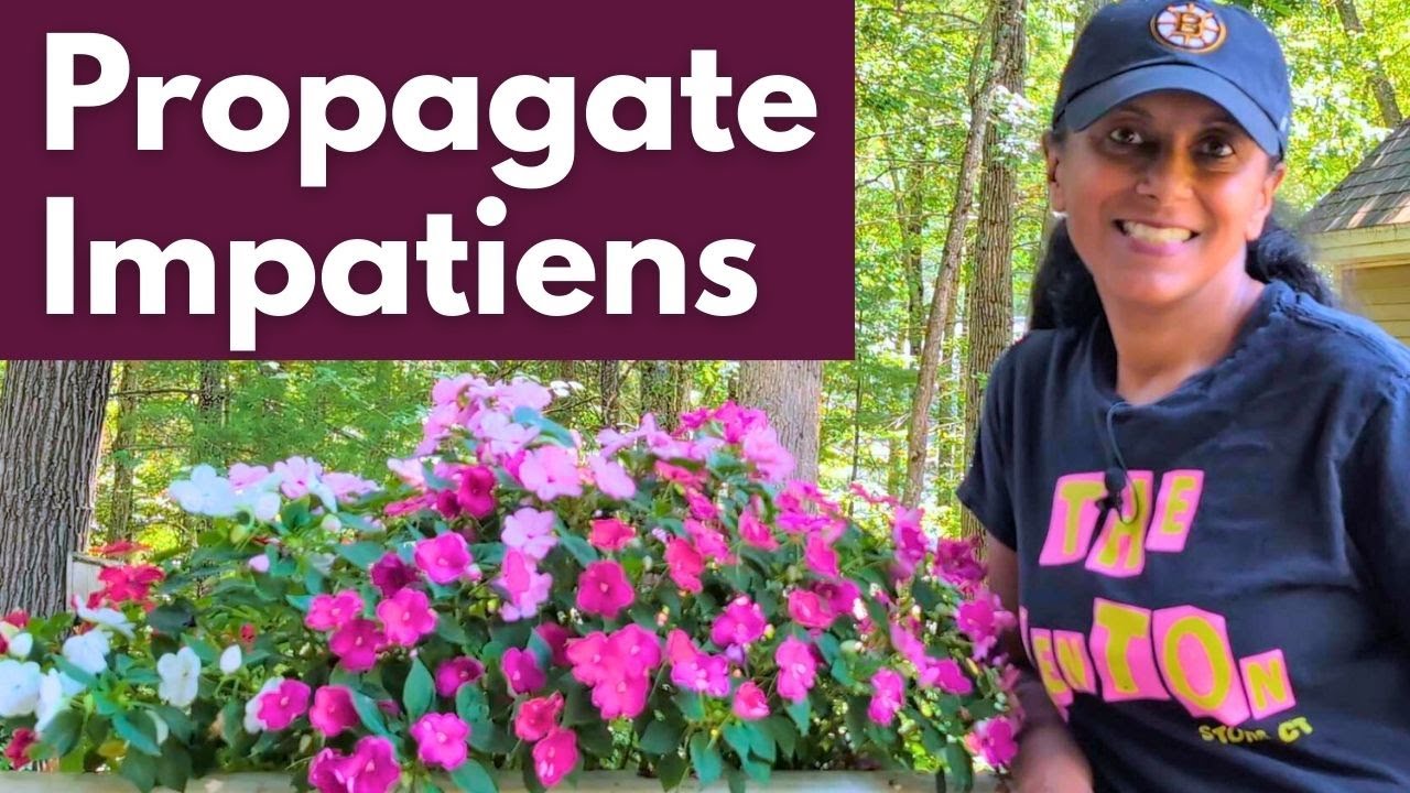 How To Propagate & Overwinter Impatiens