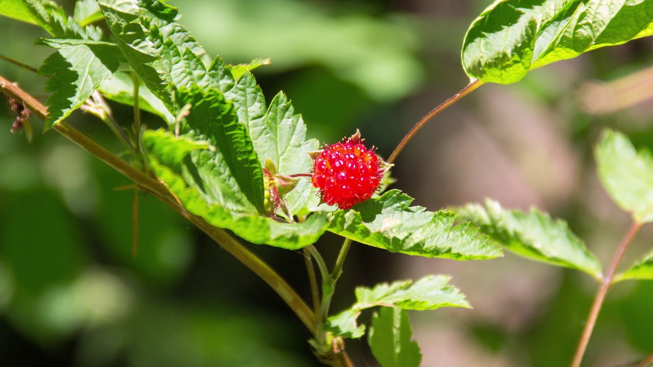 salmonberry - Rubus spectabilis. Identification and characteristics