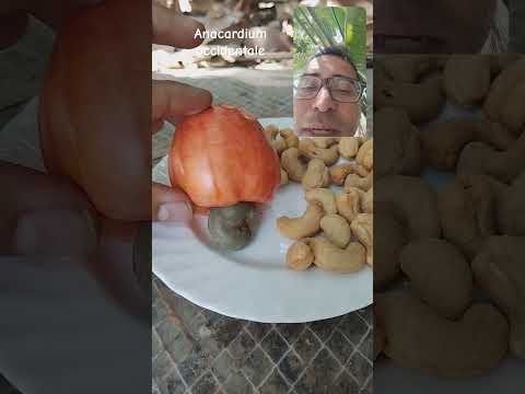La nuez de la India o casho proviene del anacardos o Marañón Anacardiumoccidentale #frutas #fruta
