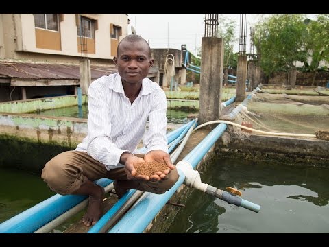 Nigeria’s Fish Farmers Take New Paths to Profitability