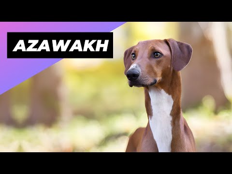 Azawakh 🐶 One Of The Rarest Dog Breeds In The World #shorts