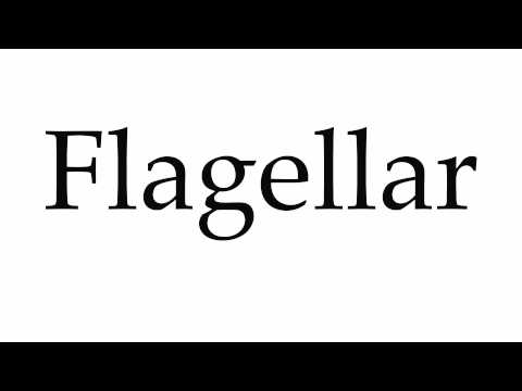 How to Pronounce Flagellar