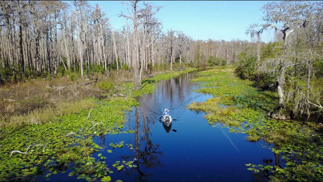 Okefenokee Swamp Trip 2017