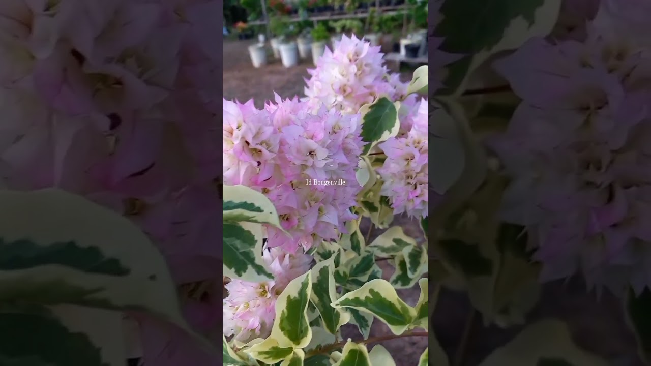 ID BOUGENVILLE HAWAI VARIGATA CHERRY BLOSSOM