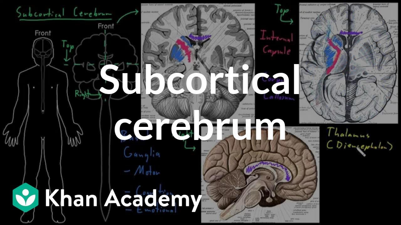 Subcortical cerebrum | Organ Systems | MCAT | Khan Academy