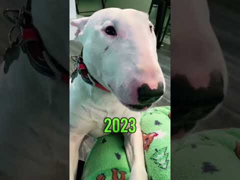 Famous Animal Memes (Then Vs Now) #shorts #memes #legend