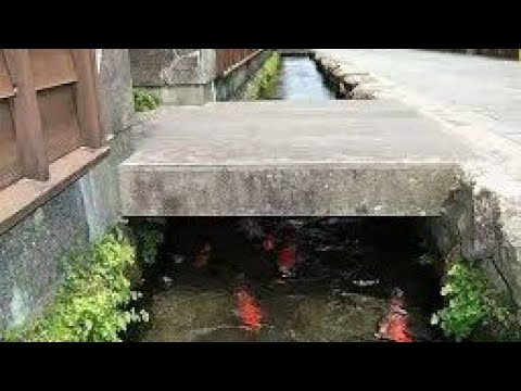 JAPANESE KOI IN CANALS! 🤩 CRYSTAL CLEAR WATER || FISH HOBBYIST