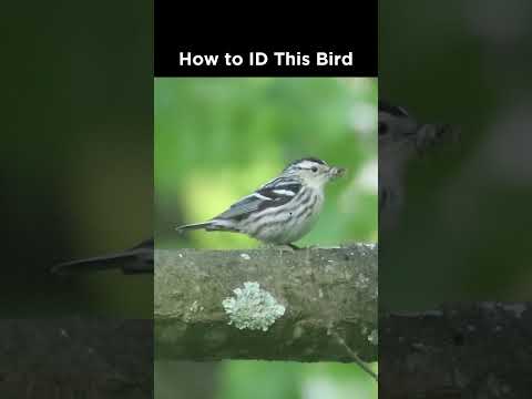 Can you identify this songbird?