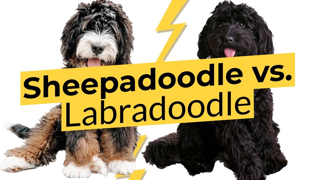 Sheepadoodle vs.  Labradoodle 🐶 Breed Comparison 🐶 🔴 2023 🔴