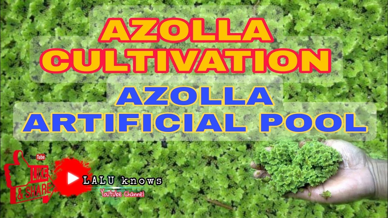 Azolla Artificial Pool #azollafarming #azollacultivation  #azolla #azollaArtificialPool #LaluKnow