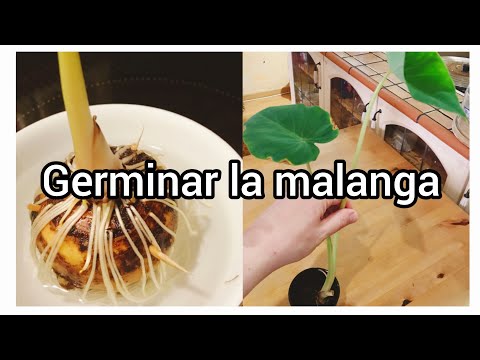 Así puedes germinar la malanga con facilidad