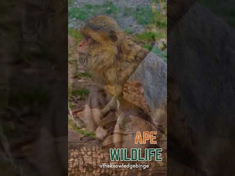 Name 3 Animal That Start With Letter A #animals