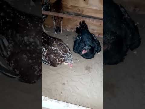 Red and Black Chicken Egg a Mouth #shorts #ytshorts