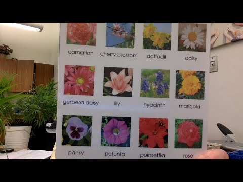 Identifying Common Flowering Herbaceous Plants