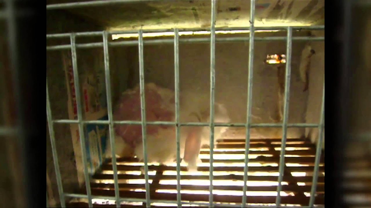 Peta angora video: Footage showing rabbits having fur ripped from skin ...