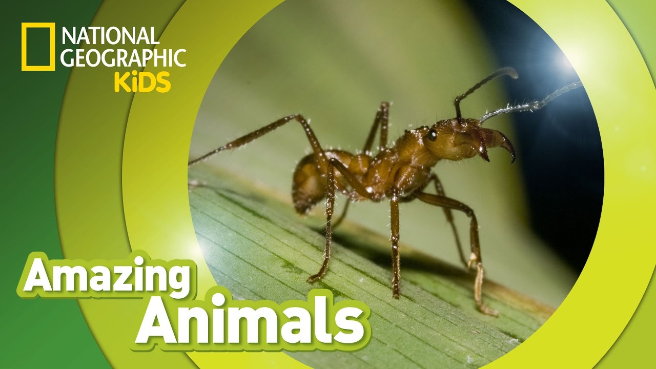 Army Ant 🐜 | Amazing Animals
