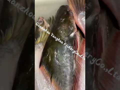 PangasiusοΌ #available #Pangas #fish #frozenfish #pangasius