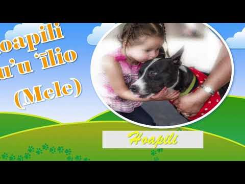 Hoapili, Kuʻu ʻīlio (Hoapili, my dog) sung in Hawaiian with Hawaiian and English lyrics