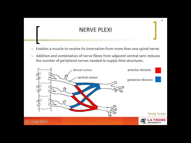 Understanding the Neurovascular Structures of the Upper Limb | Galaxy