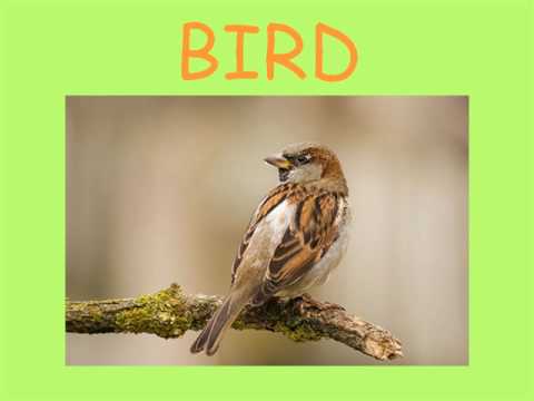 SPRING (vocabulary)