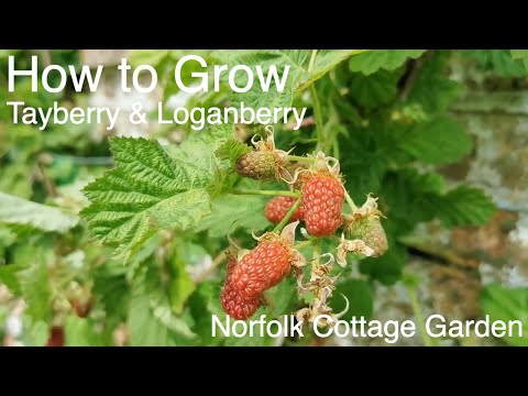 How to grow Tayberry and Loganberry vines