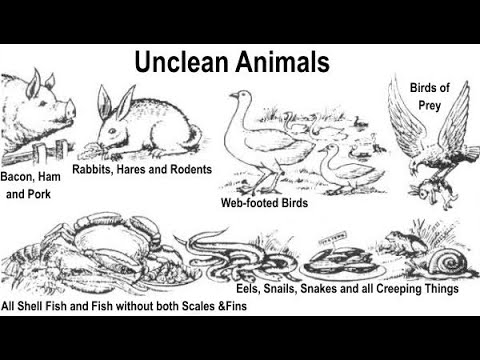 Clean And Unclean Animals Chart : Top Picked from our Experts