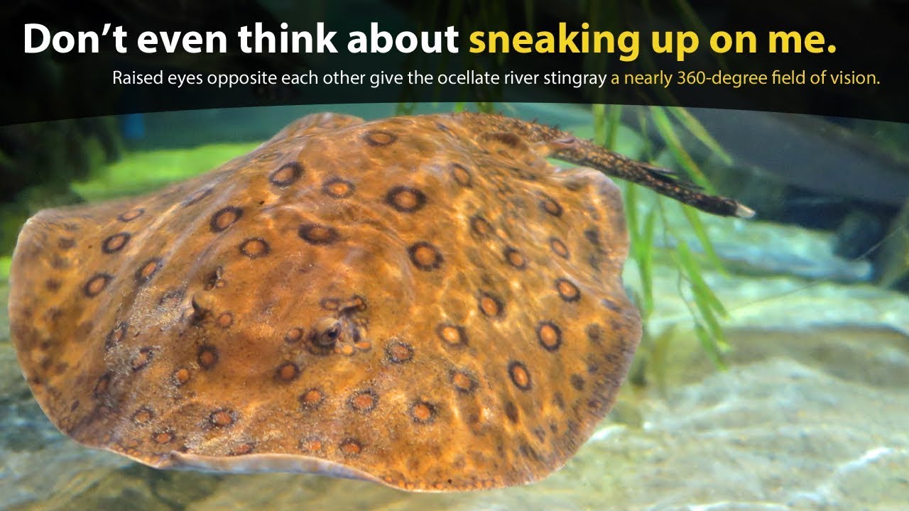 5 Things I Learned about the Ocellate River Stingray