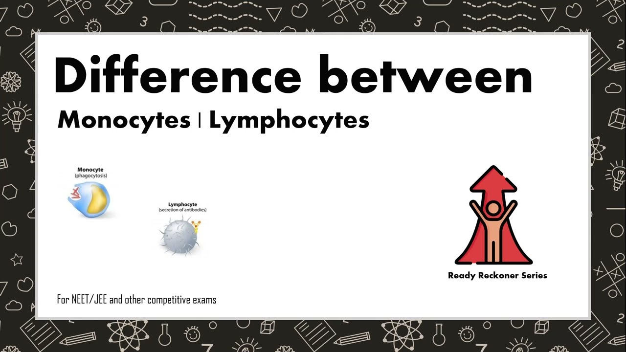 Difference between Monocytes and Lymphocytes