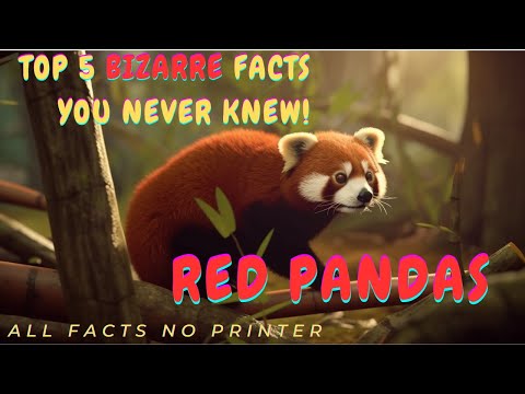 Red Pandas: Top 5 Bizarre Facts You Never Knew!