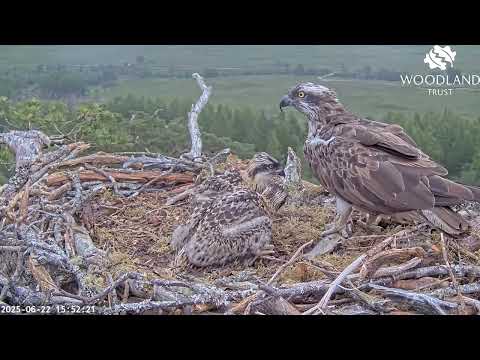 Another milestone for the Loch Arkaig Osprey chicks as the tail of fish two is swallowed 22 Jun 2025