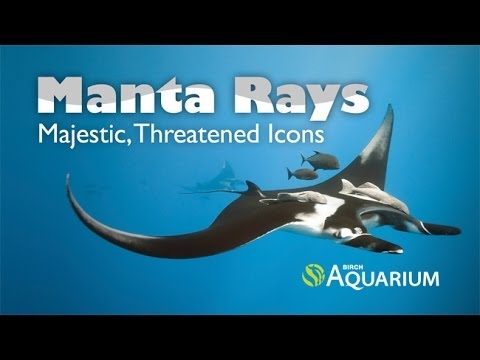 Manta Rays: Majestic and Threatened Icons