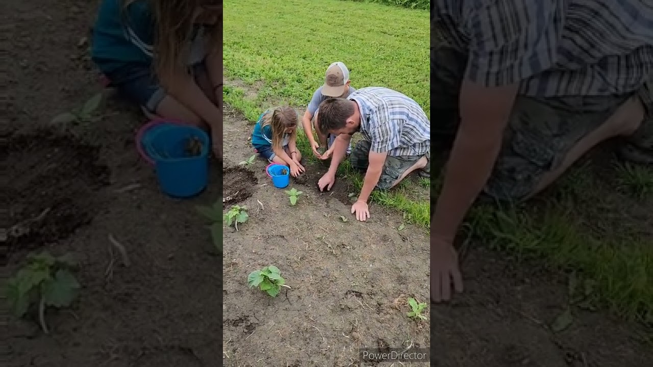 Moving painted turtle eggs from our garden!