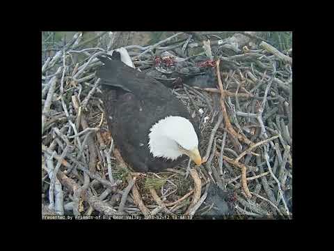 02-12-18 BB2's first few hours out of the egg.