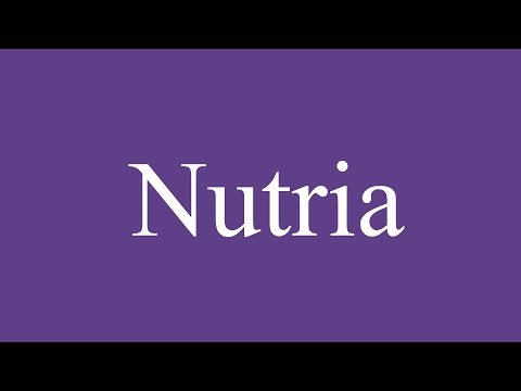 How To Pronounce ''Nutria'' (Otter) Correctly in Spanish