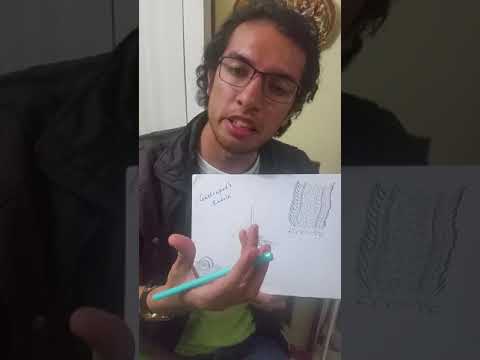 Radula of the snail - Animal biology